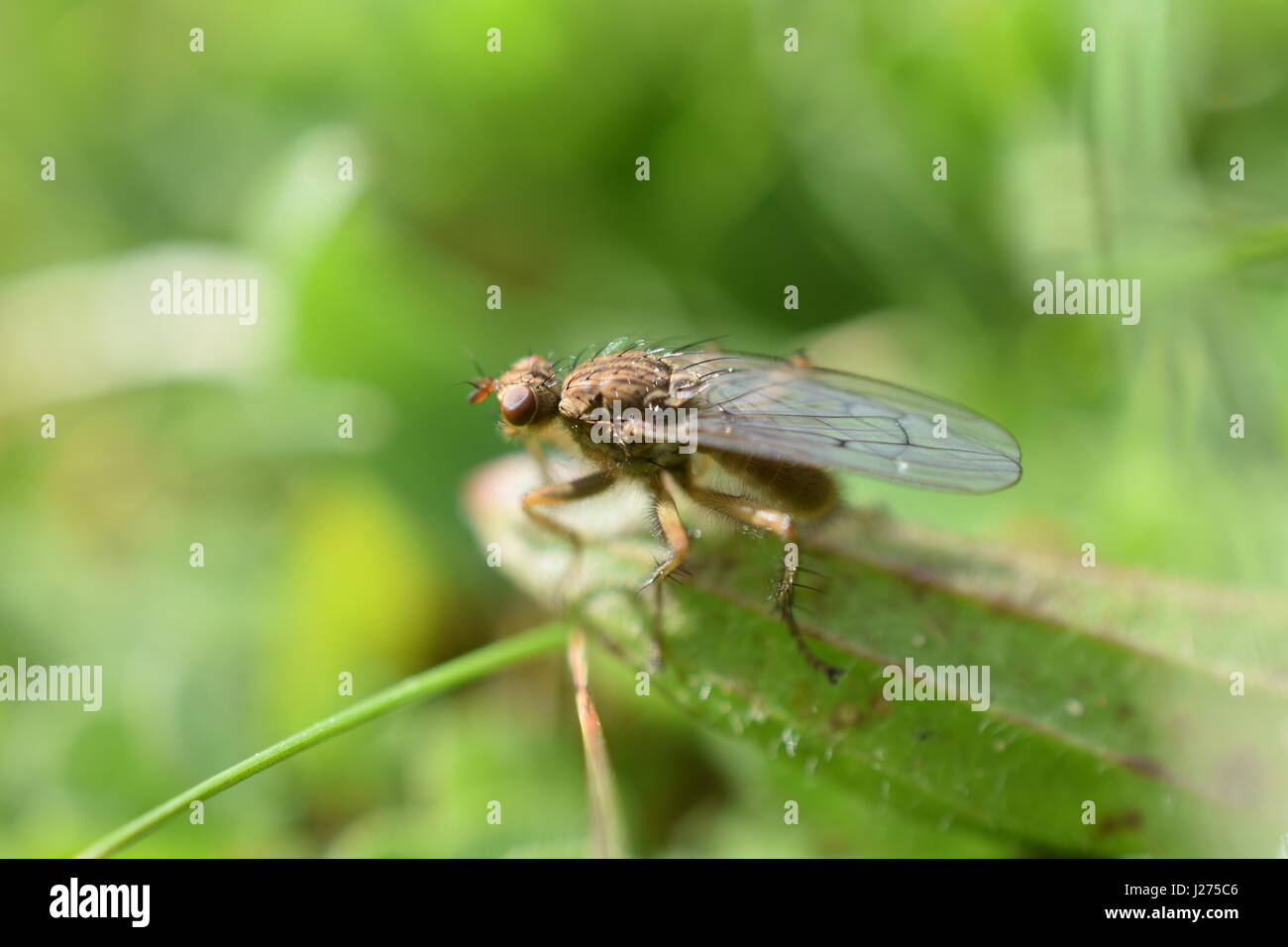 The small natural world around us Stock Photo - Alamy