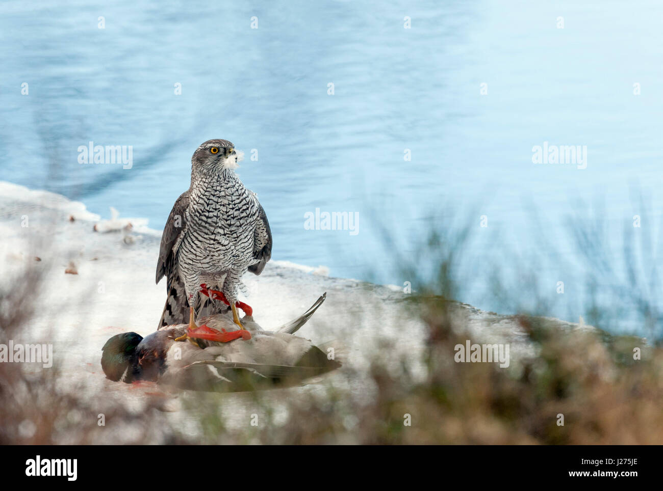 Goshawk attacking hi-res stock photography and images - Alamy