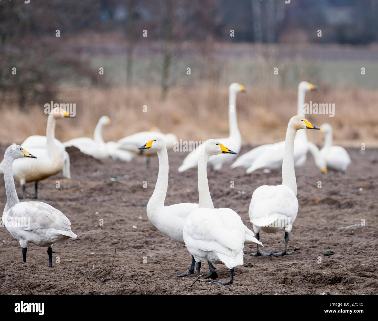 Whooper swans resting during migration, Sweden Stock Photo - Alamy
