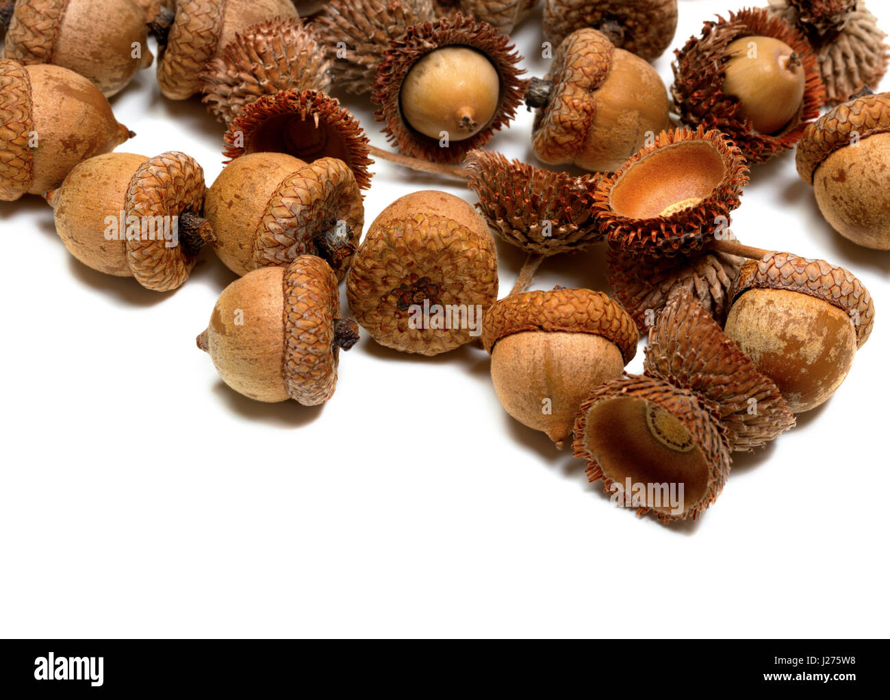 Autumn oak acorns. Isolated on white background with copy space Stock ...