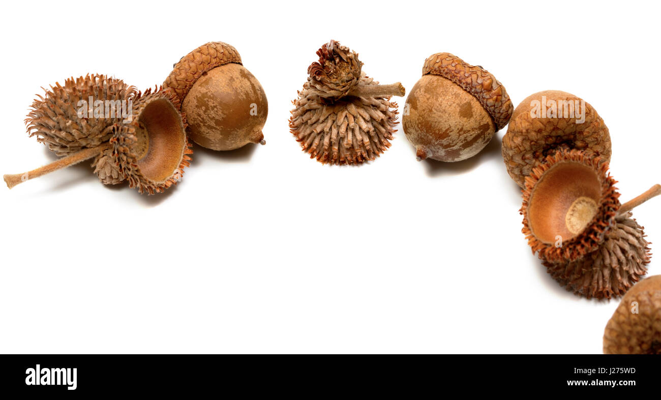 Autumn oak acorns. Isolated on white background with copy space Stock ...