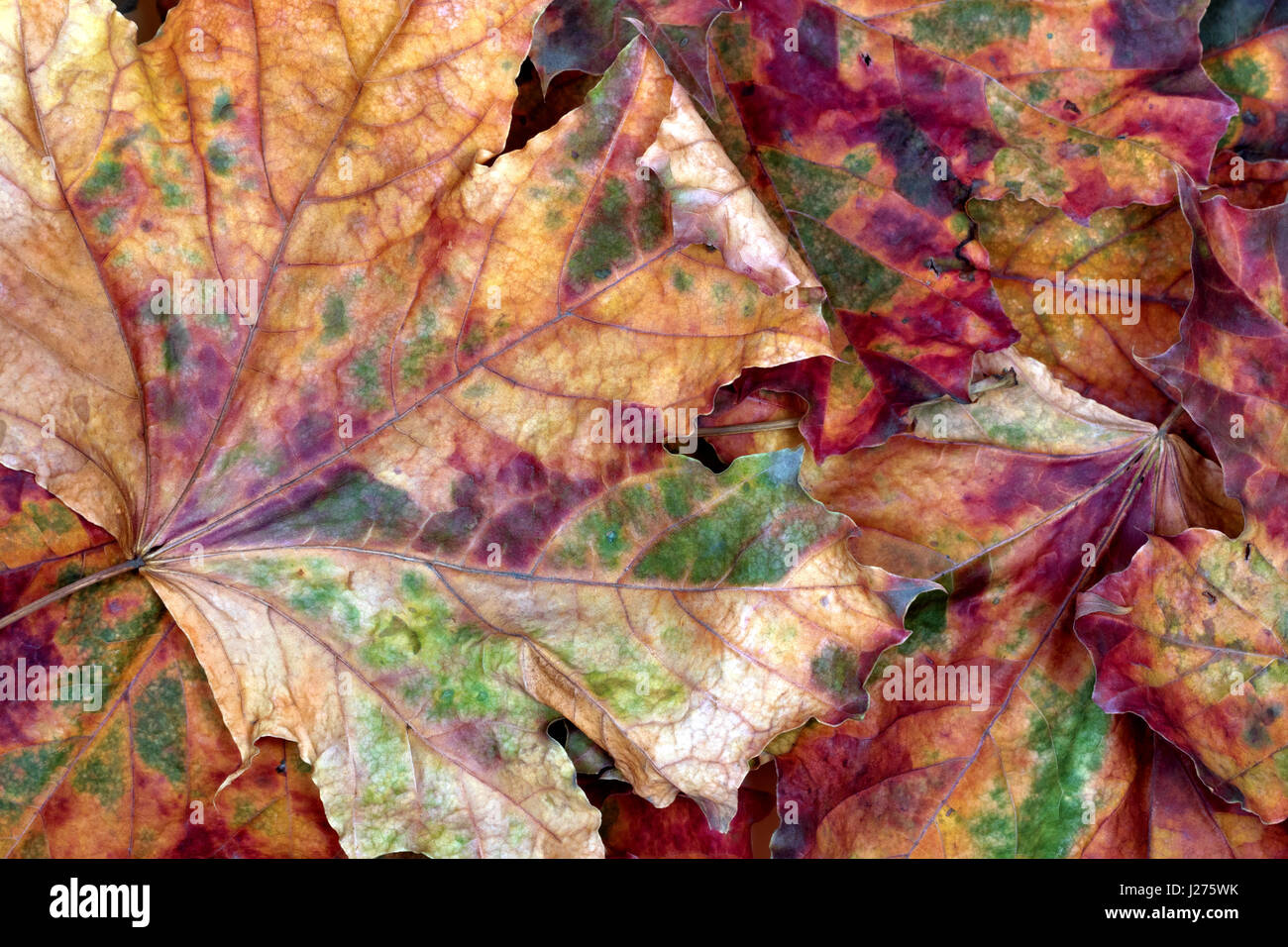 Autumn multicolor dry maple-leafs. Nature background Stock Photo - Alamy