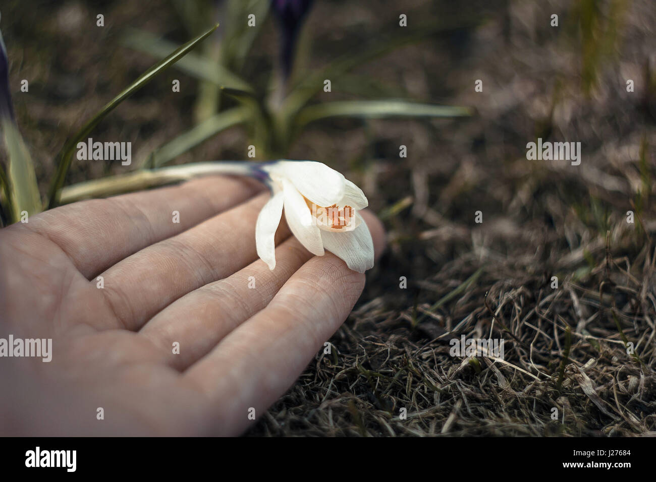 the concept of careful attitude to nature Stock Photo - Alamy