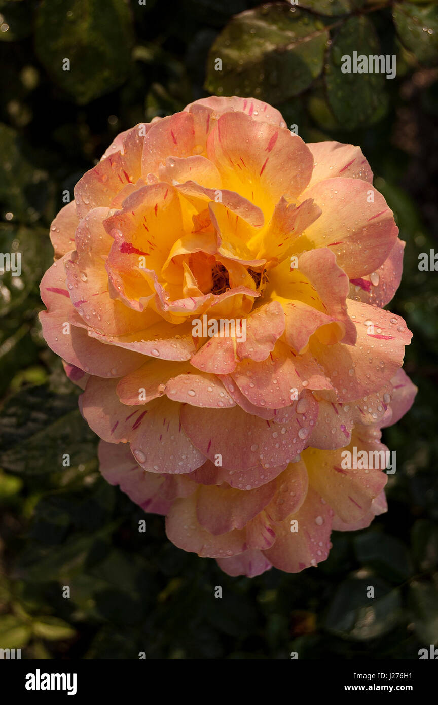 Double Delight Hybrid Tea Rose Stock Photo - Alamy