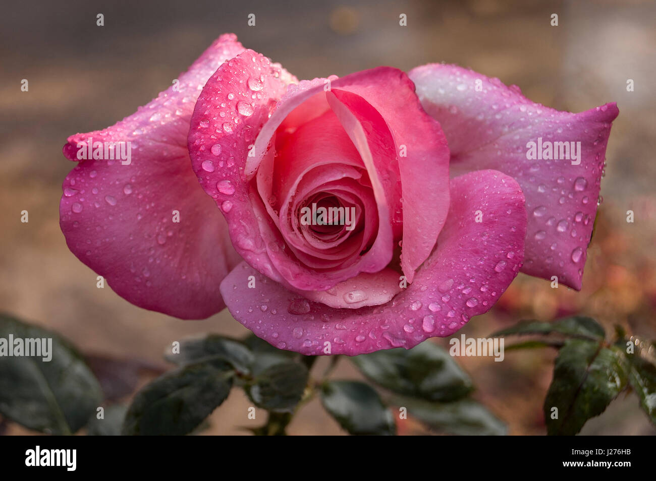Double Delight Hybrid Tea Rose Stock Photo - Alamy