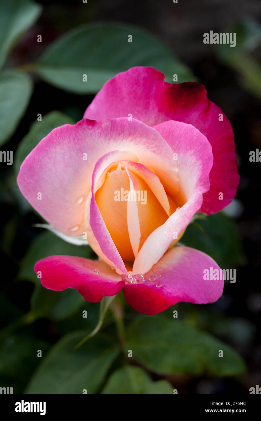 Double Delight Hybrid Tea Rose Stock Photo - Alamy