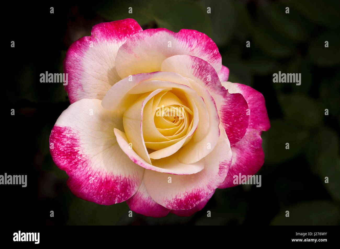 Double Delight Hybrid Tea Rose Stock Photo - Alamy