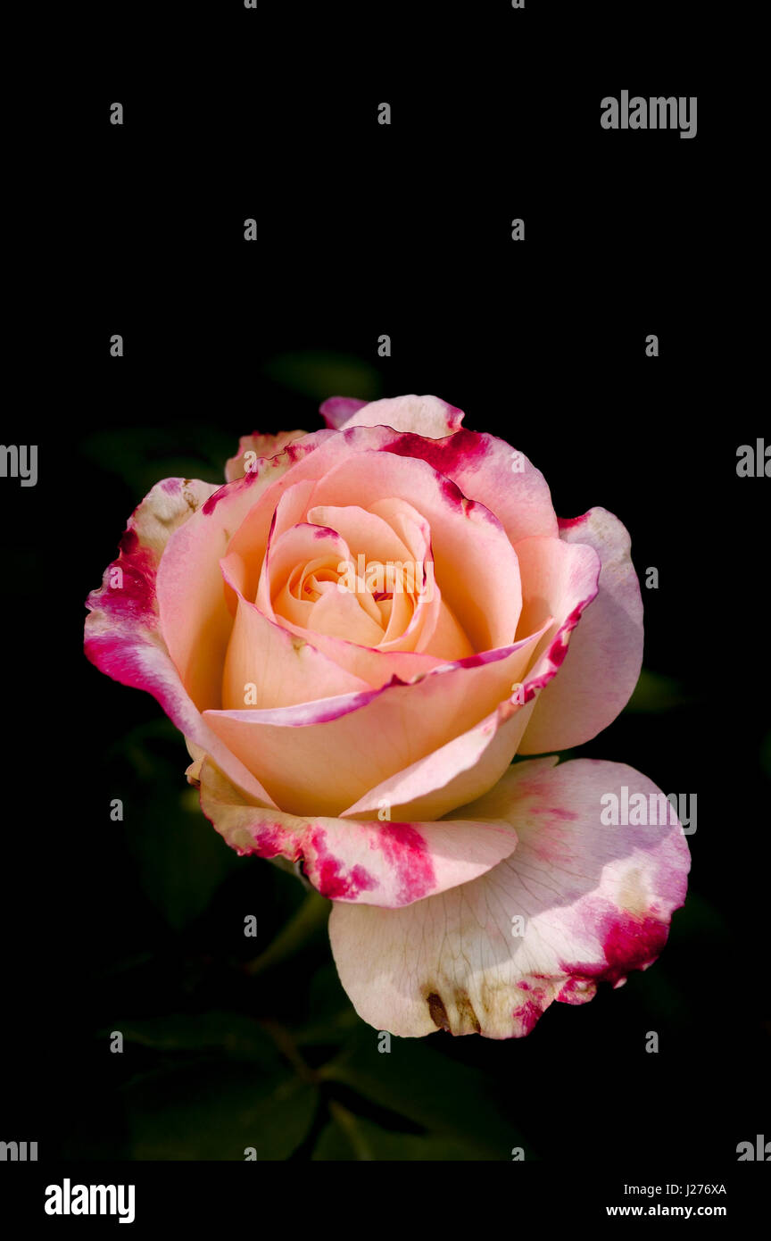 Double Delight Hybrid Tea Rose Stock Photo - Alamy