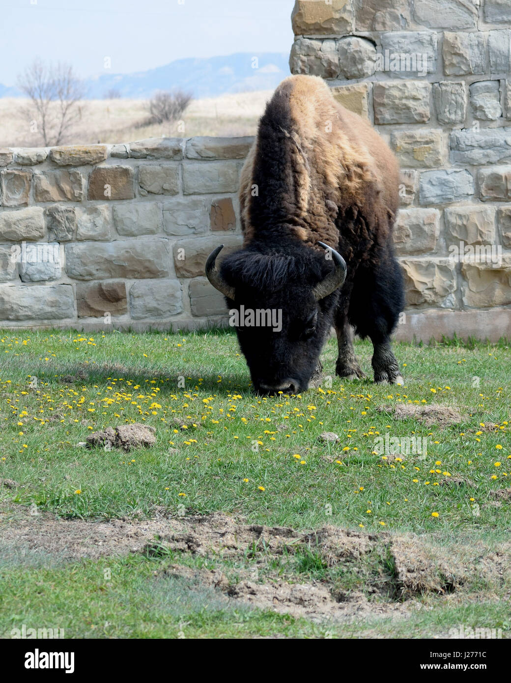 Buffalo nickel hi-res stock photography and images - Alamy
