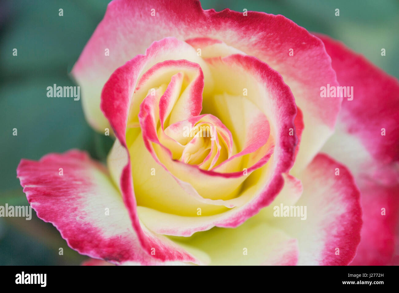 Double Delight Hybrid Tea Rose Stock Photo - Alamy