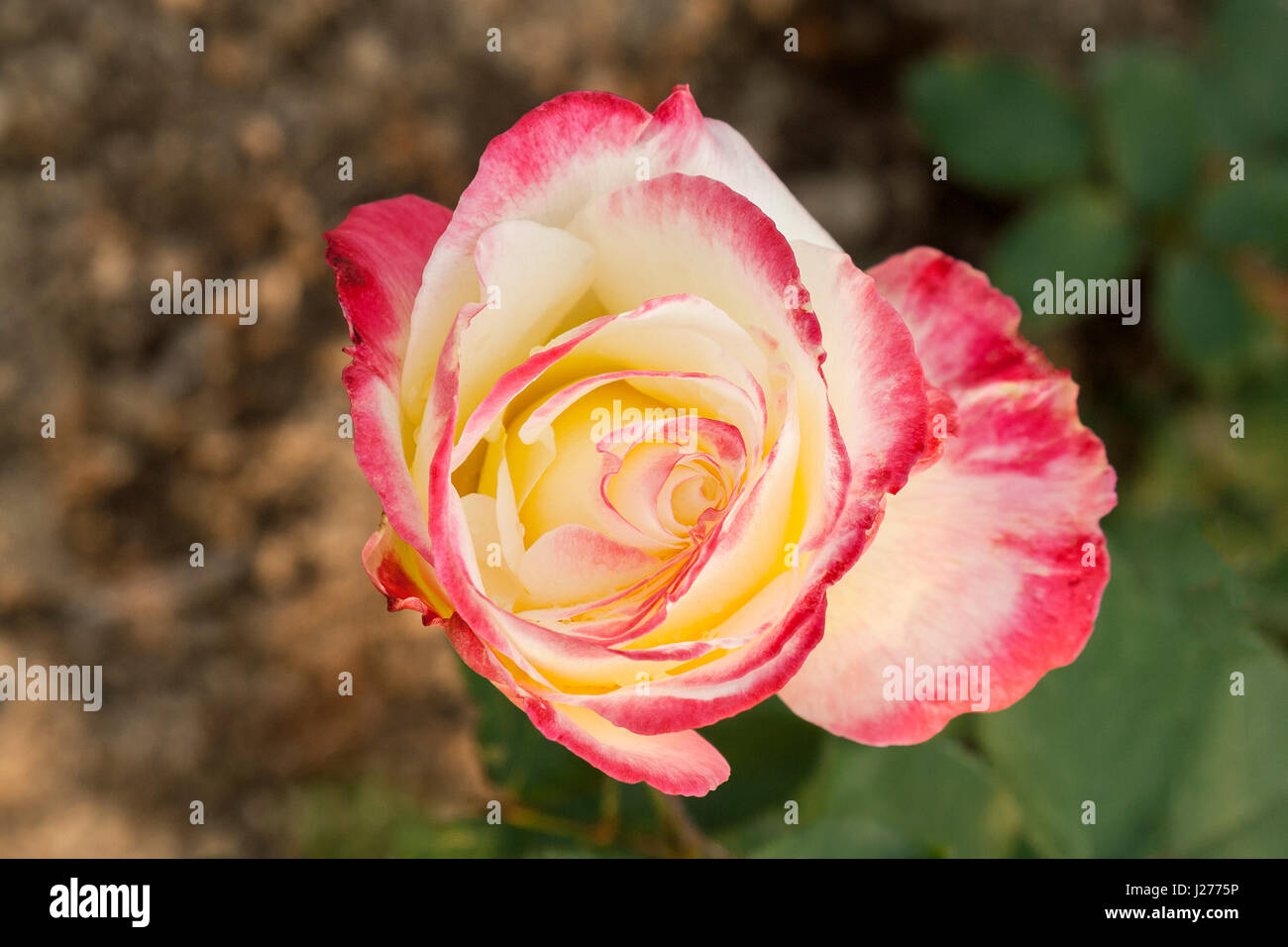 Double Delight Hybrid Tea Rose Stock Photo - Alamy