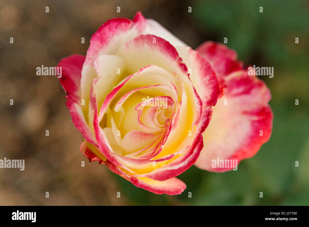 Hybrid tea rose double delight hi-res stock photography and images - Alamy