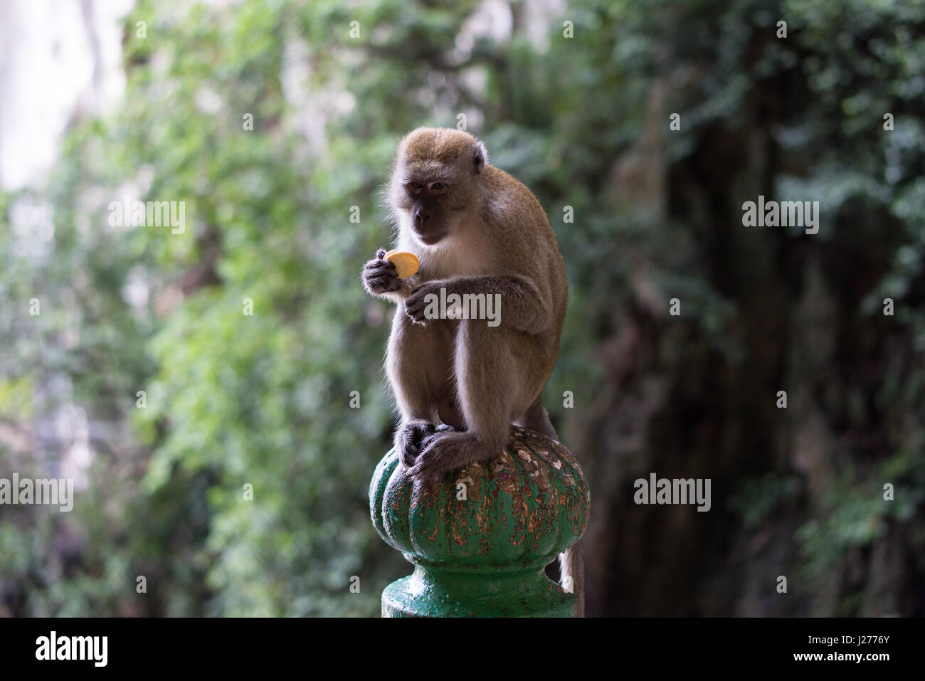 Photo of a monkey eating a biscuit at Kuala Lumpur Batu caves Stock ...