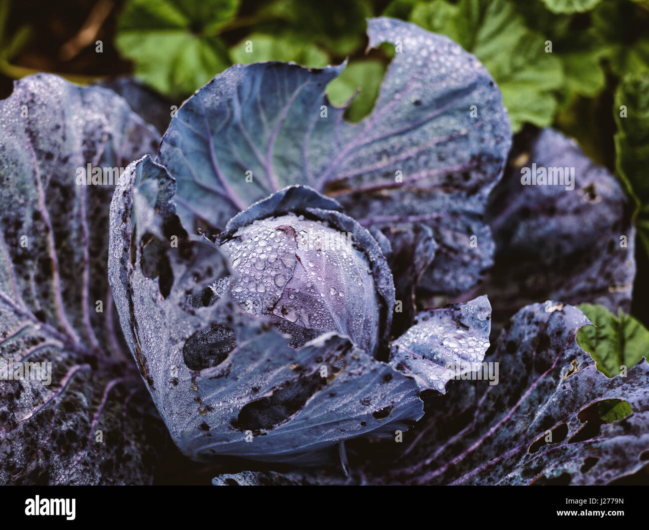 Home grown cabbage red hi-res stock photography and images - Alamy