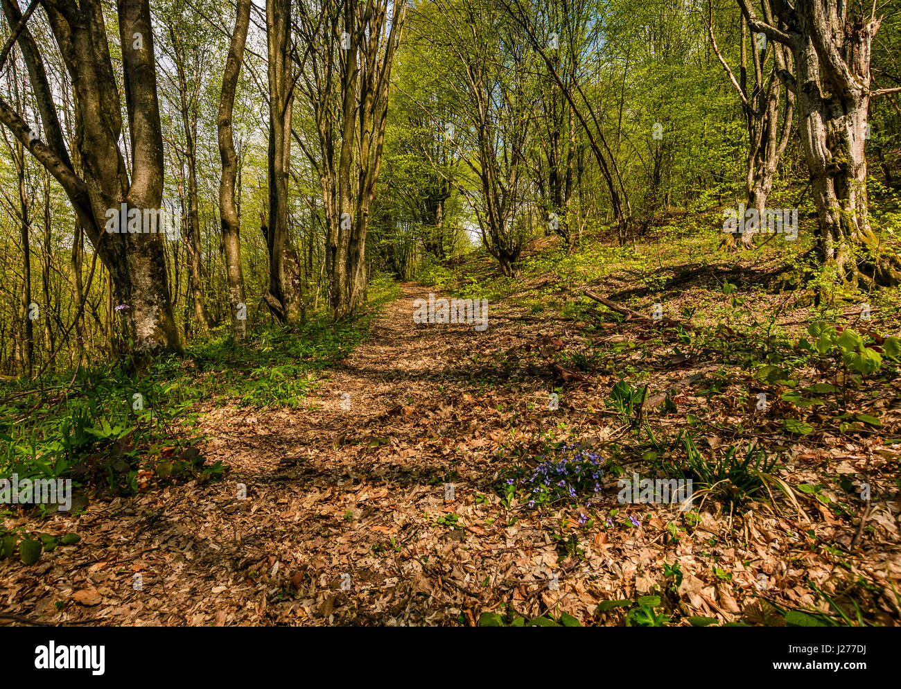 Woods path springtime nobody hi-res stock photography and images - Alamy