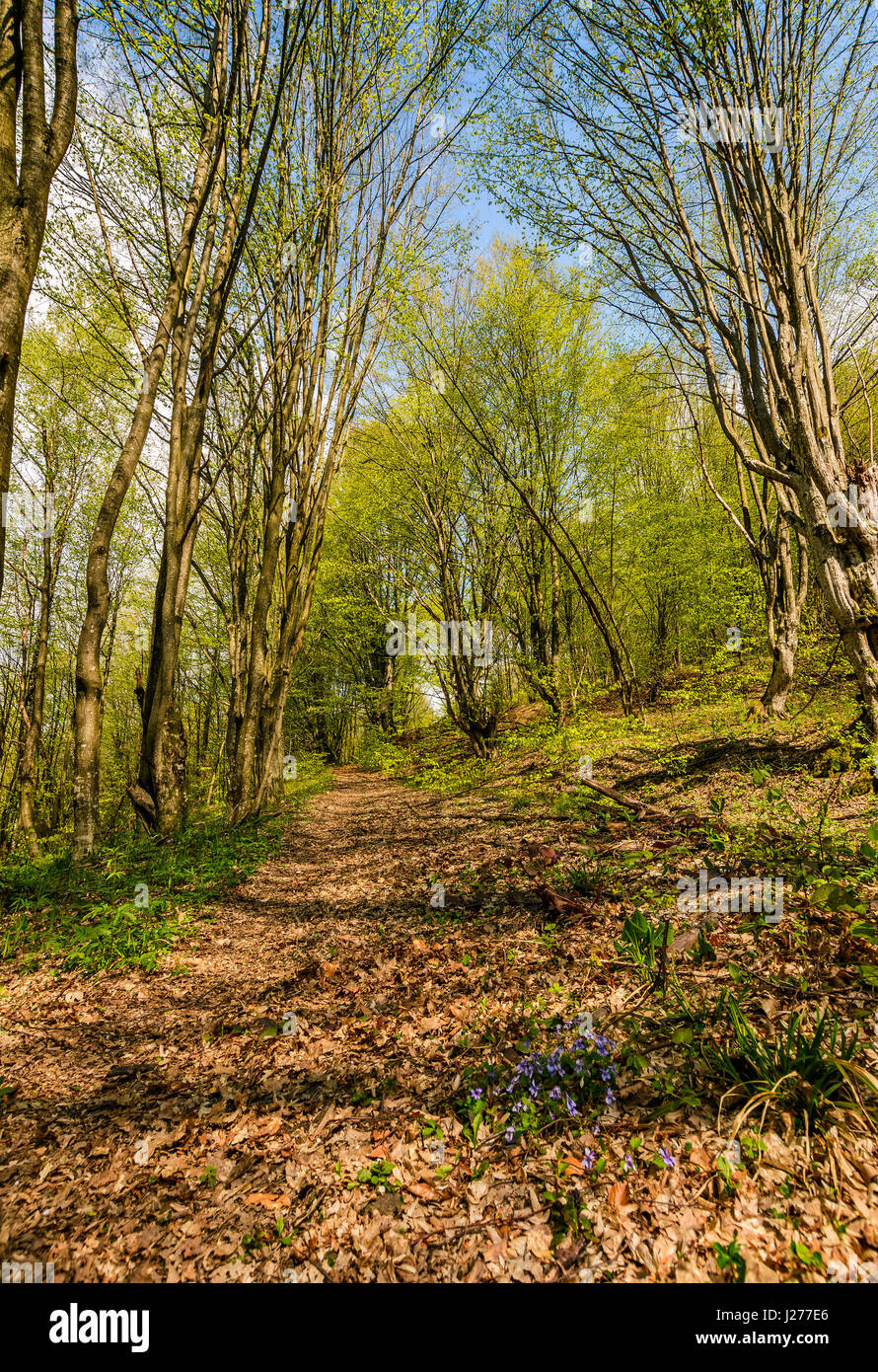 Woods path springtime nobody hi-res stock photography and images - Alamy