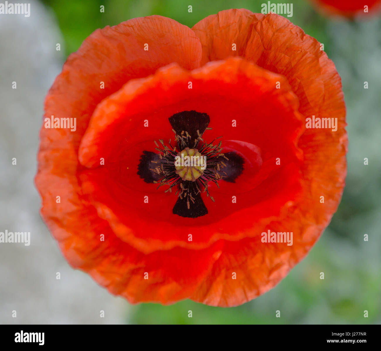 single one poppy flower with black cross. from the top view Stock Photo ...