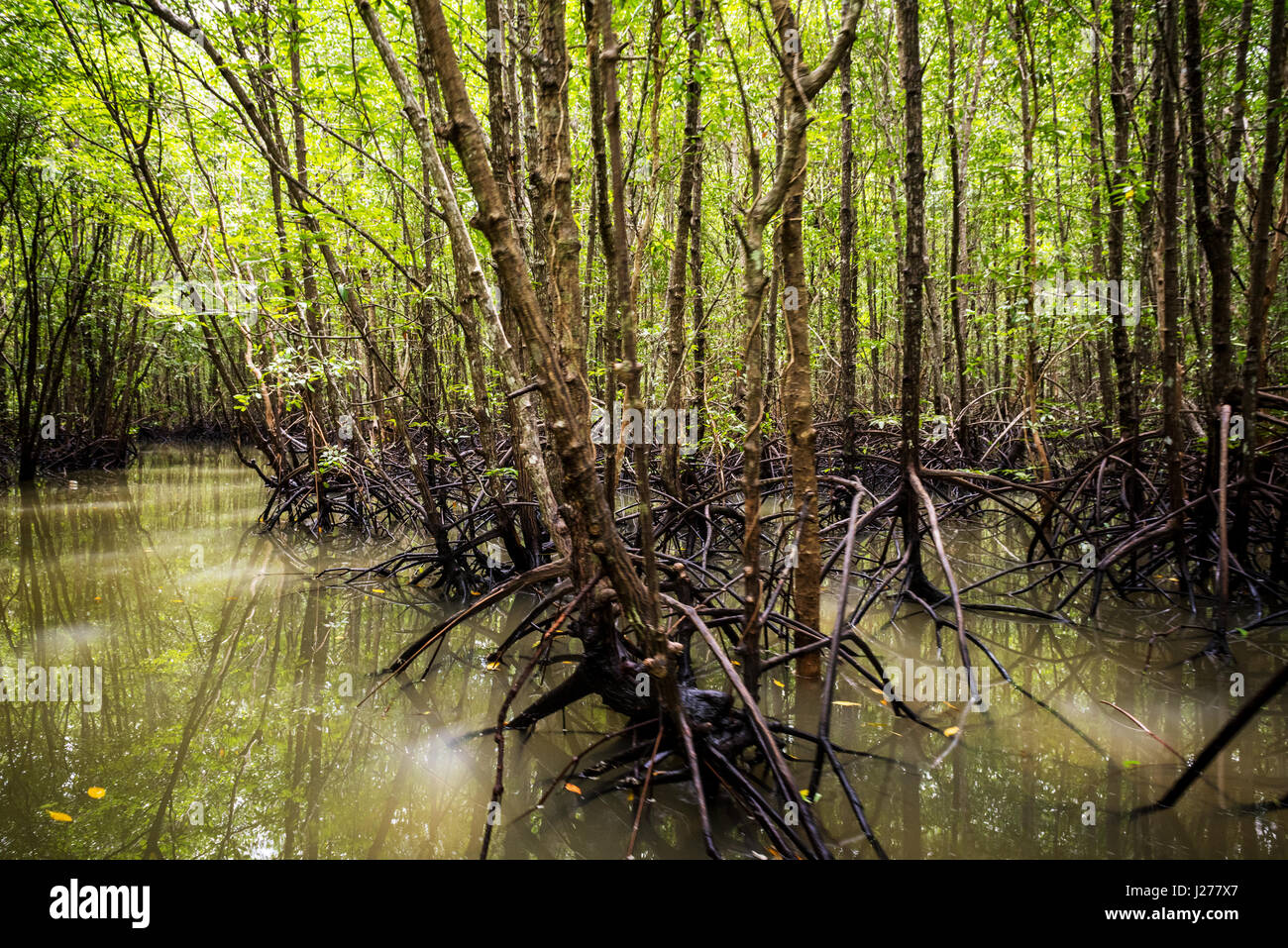 Tropical forest marsh hi-res stock photography and images - Alamy