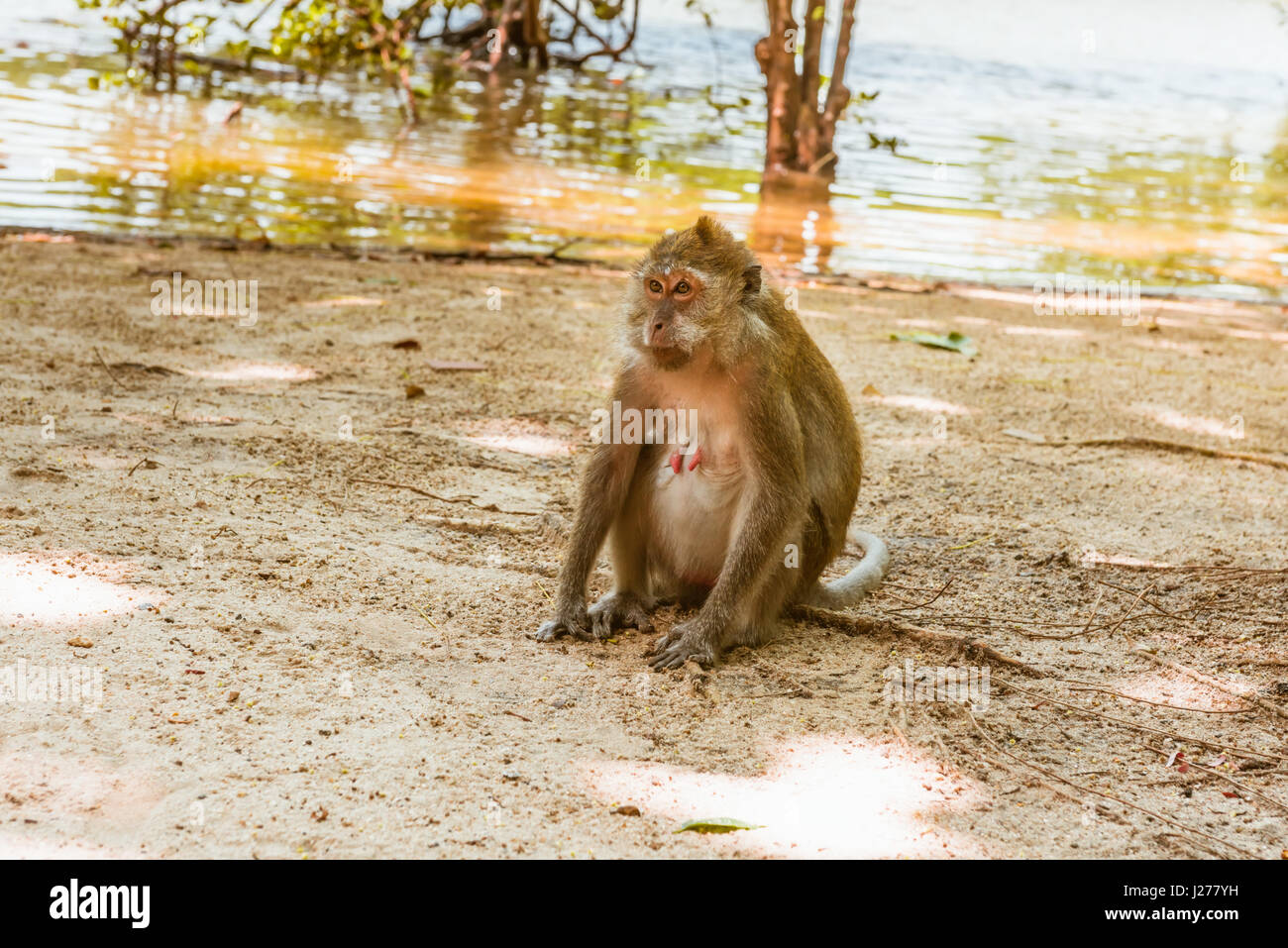 One macaque monkey on riverside Stock Photo - Alamy
