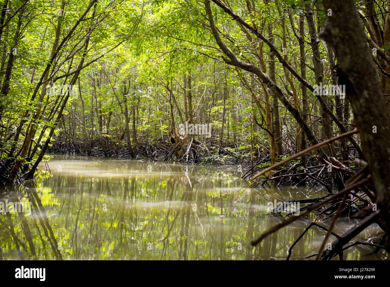 Mangrove trees in Andaman sea Thailand Stock Photo - Alamy