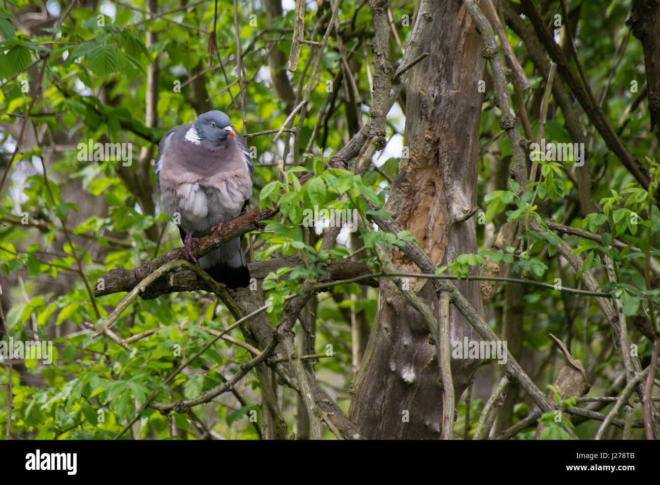 Wood pigeon eating leaves hi-res stock photography and images - Alamy