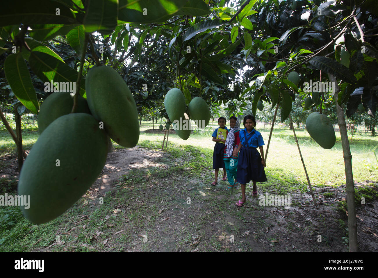 Mango walk hi-res stock photography and images - Alamy