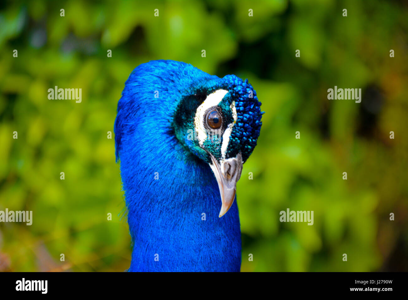 Portrait of Peacock Stock Photo - Alamy