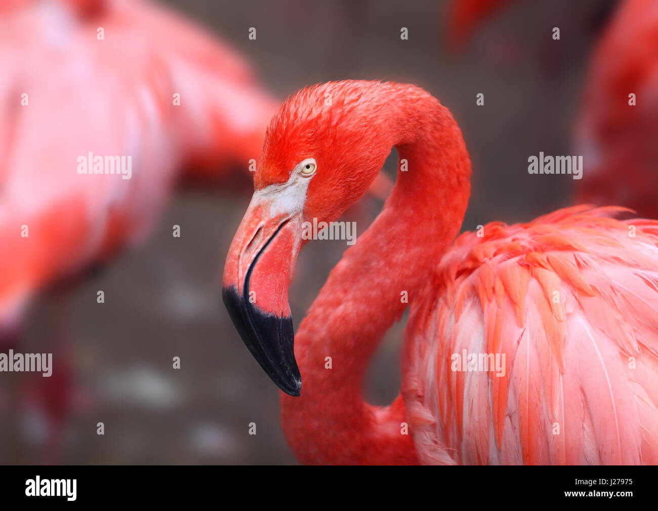 hoto of a beautiful portrait of a red flamingo Stock Photo - Alamy