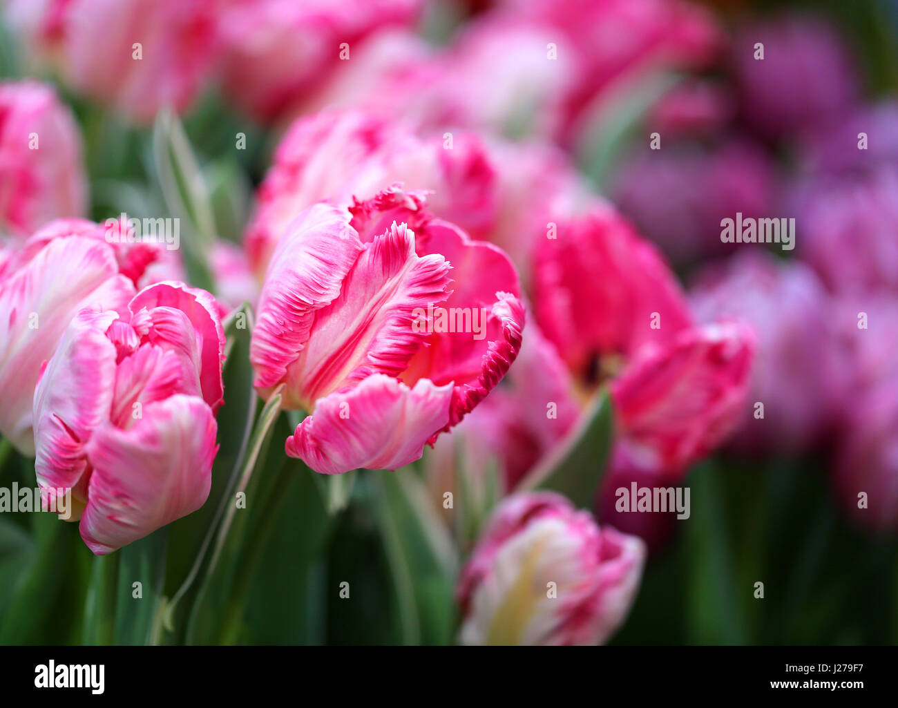 Bright photo of pink tulips Stock Photo - Alamy