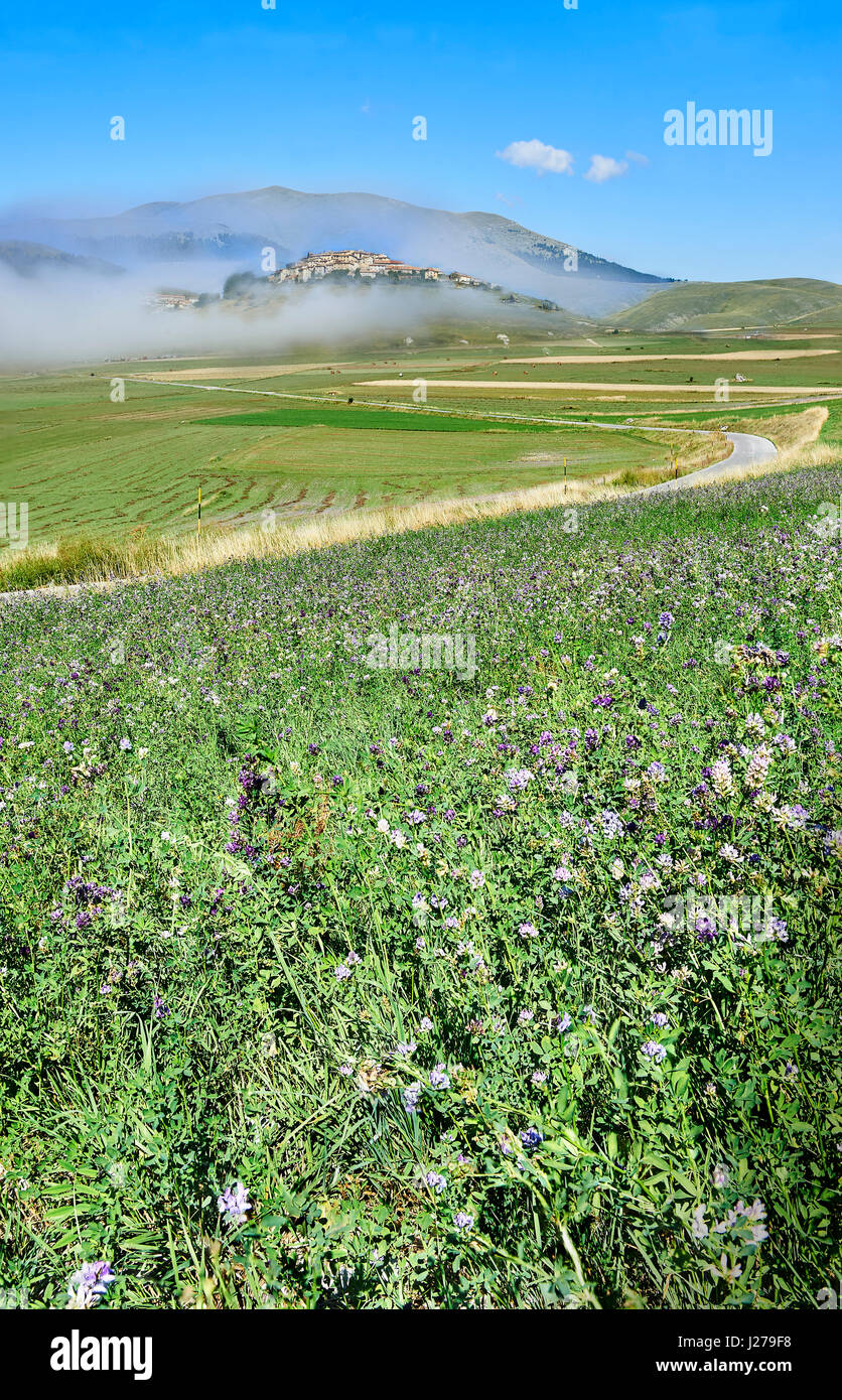 Lentils growing hi-res stock photography and images - Alamy