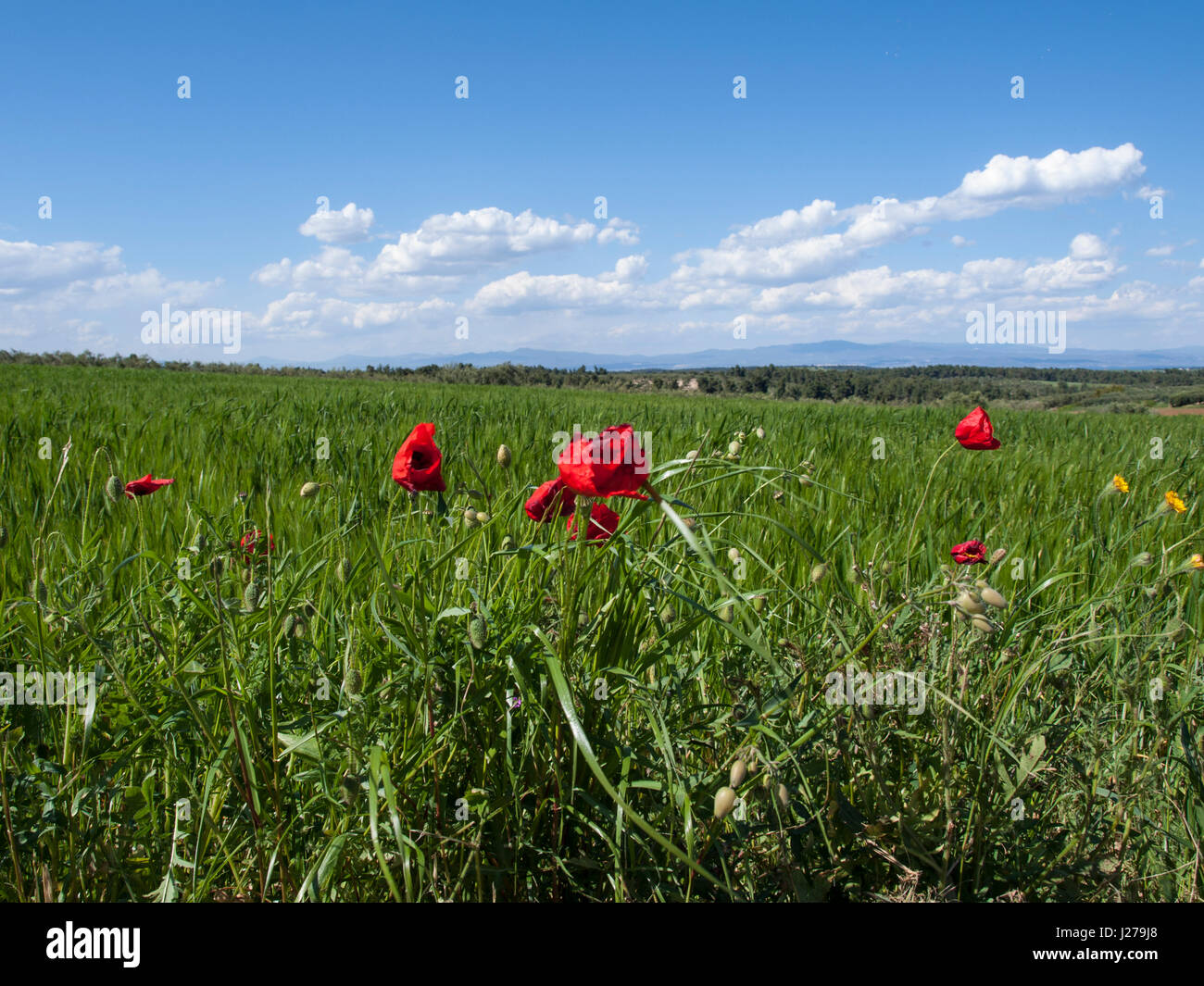 Poppies are blooming in greece hi-res stock photography and images - Alamy