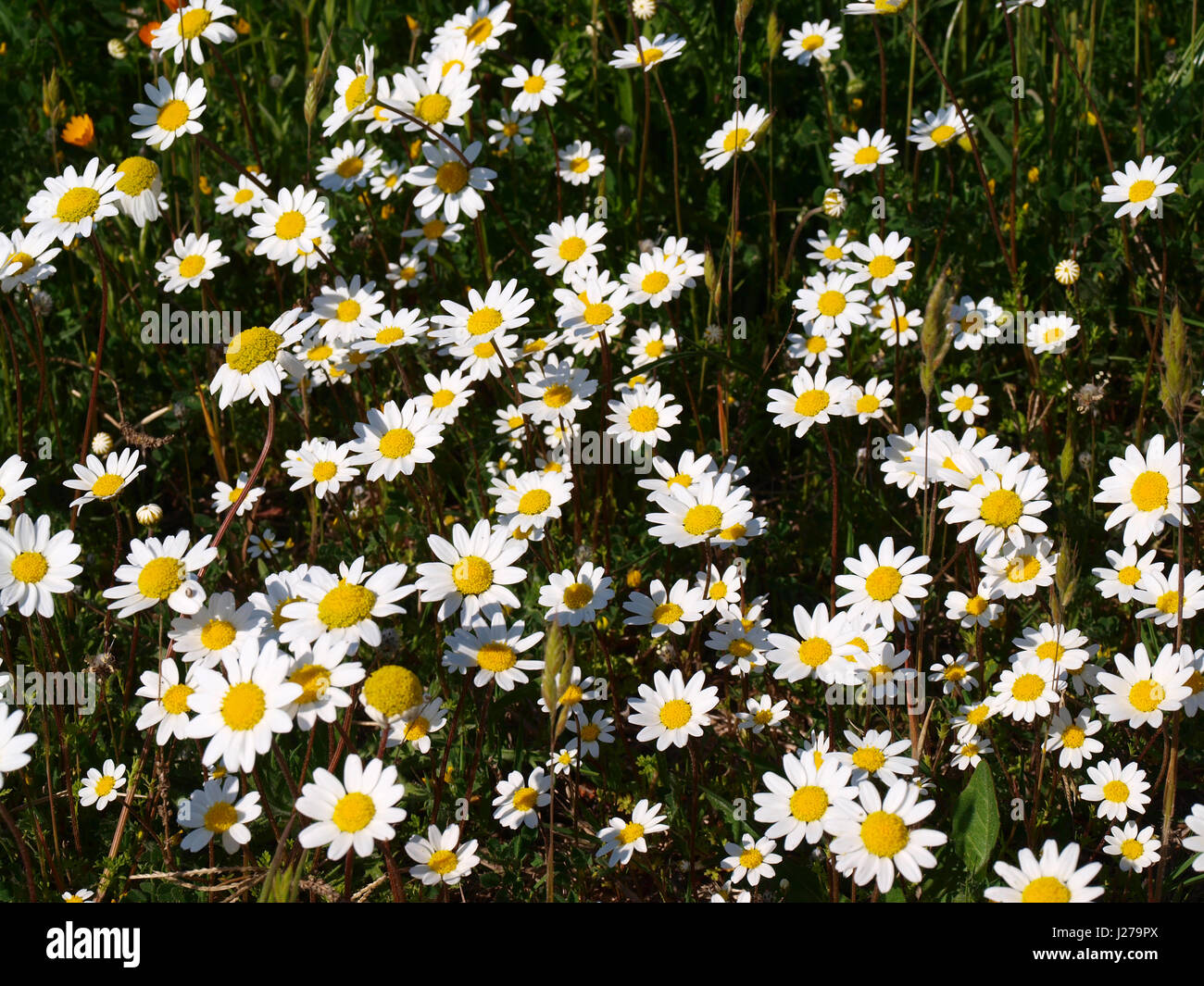 Beautiful daisies blooming in sunny hi-res stock photography and images ...