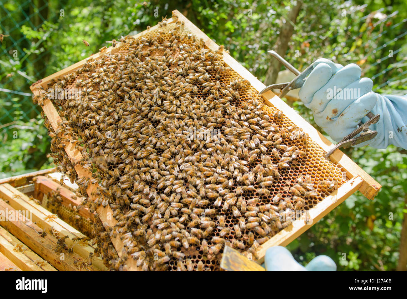 rich honeycomb frame Stock Photo - Alamy