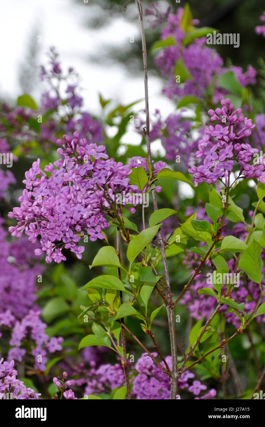 Purple lilac bush in Easter time Stock Photo - Alamy