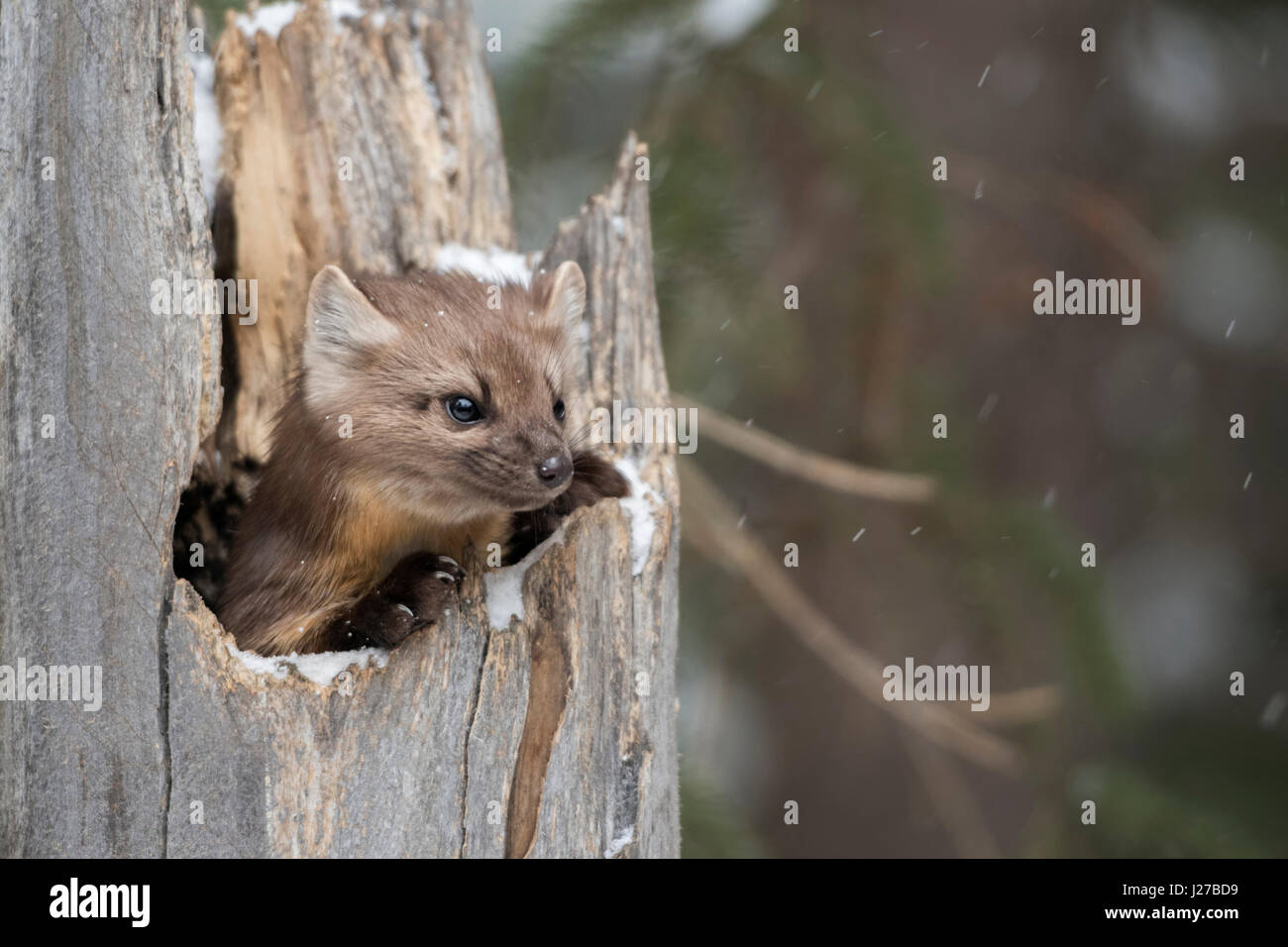 Amerikaanse marter hi-res stock photography and images - Alamy