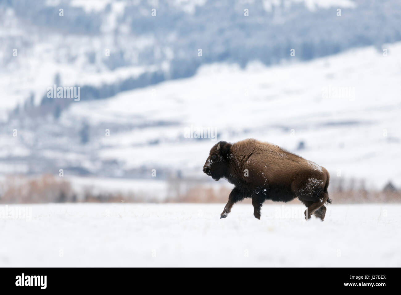 American bison running montana hi-res stock photography and images - Alamy