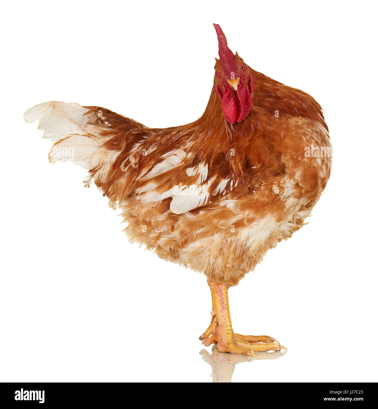 Broiler chicken live Cut Out Stock Images & Pictures - Alamy