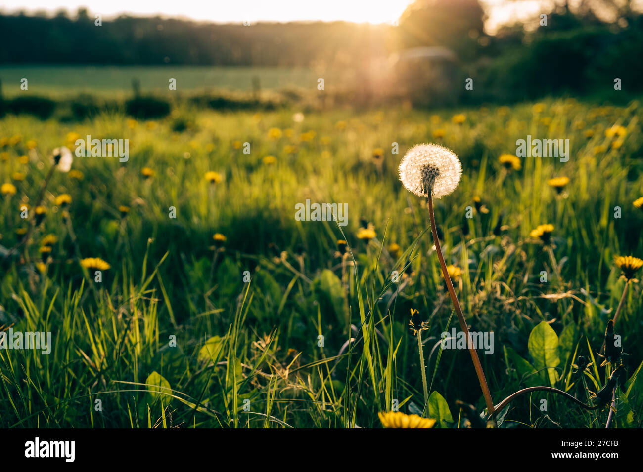 field of dandelions at sunset Stock Photo - Alamy