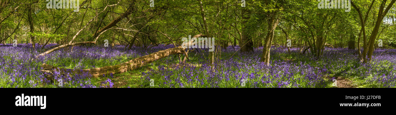Beautiful bluebell display hi-res stock photography and images - Alamy