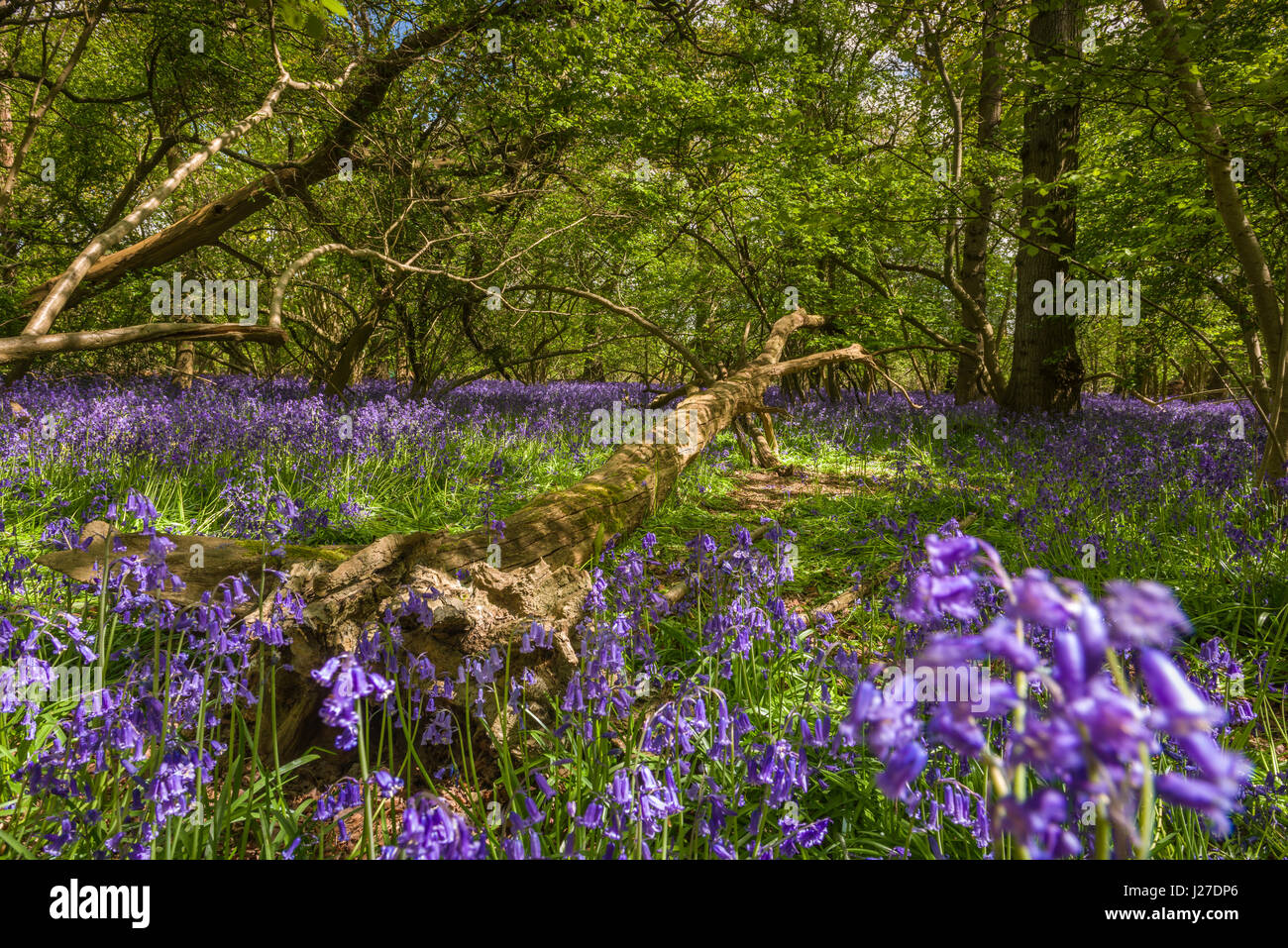 Terry woods hi-res stock photography and images - Alamy