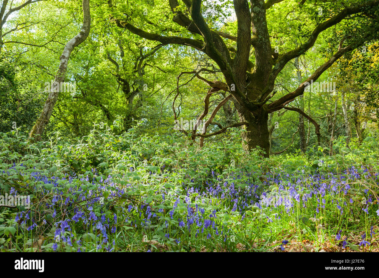 South chailey, sussex hi-res stock photography and images - Alamy