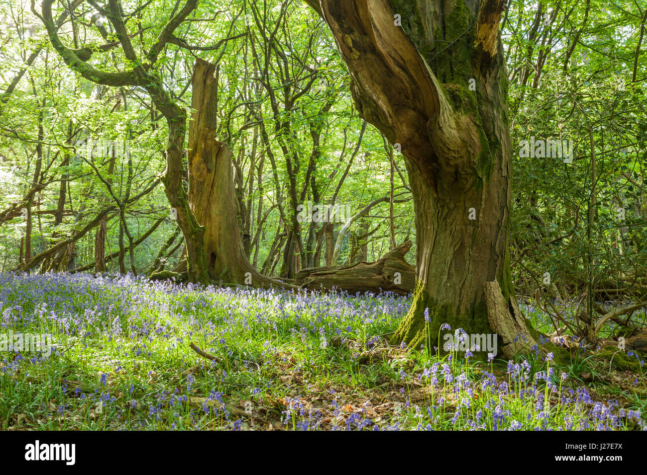 Chailey east sussex hi-res stock photography and images - Alamy