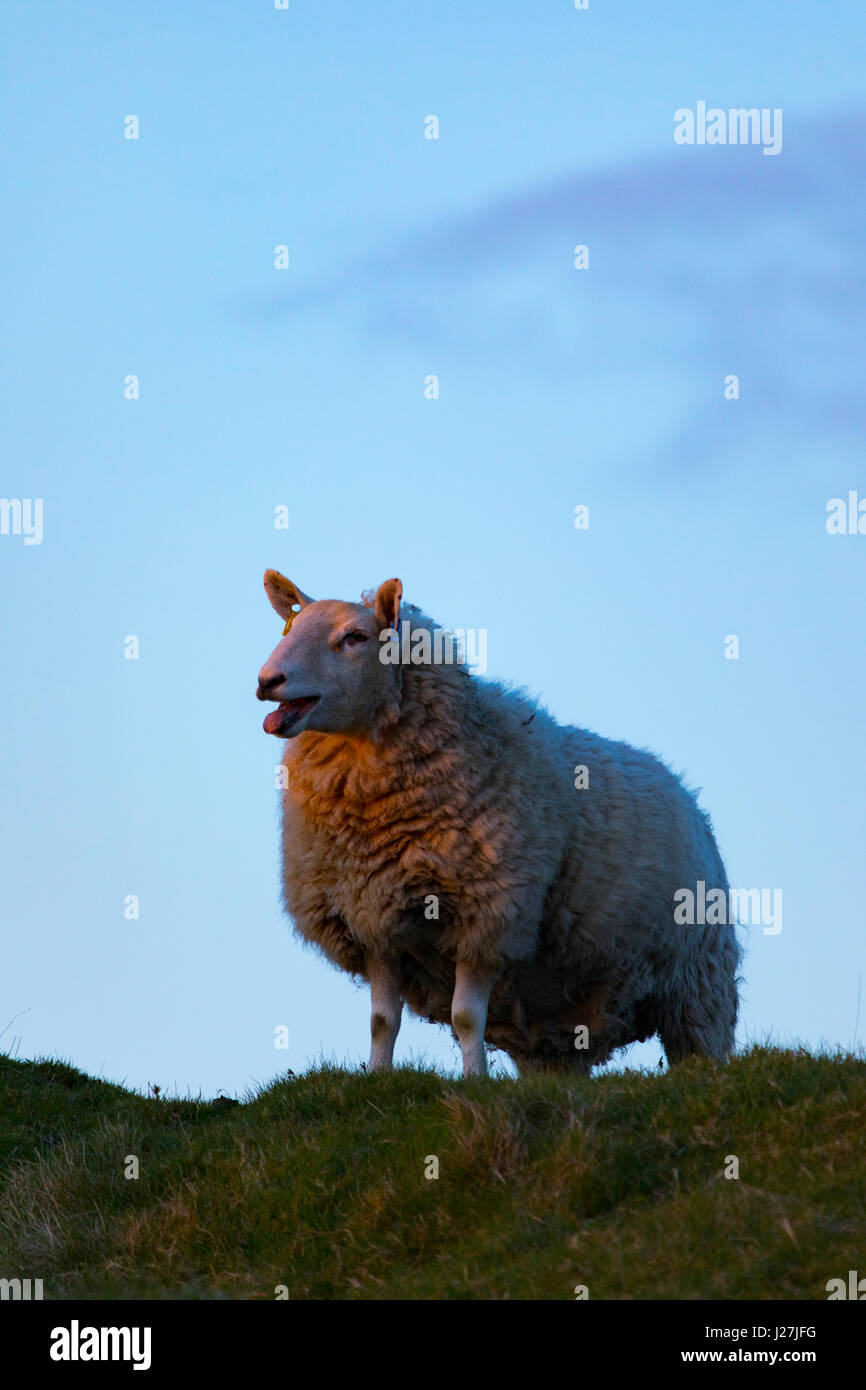 Welsh mountain ewe hi-res stock photography and images - Alamy