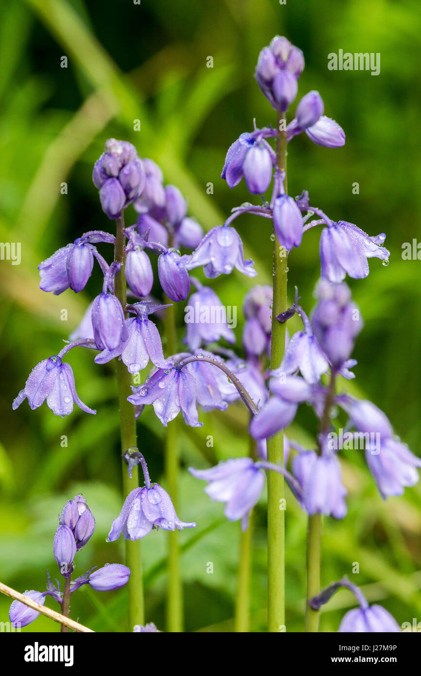 Abington Park, Northampton, U.K. 26th April 2017. Rain drops on ...
