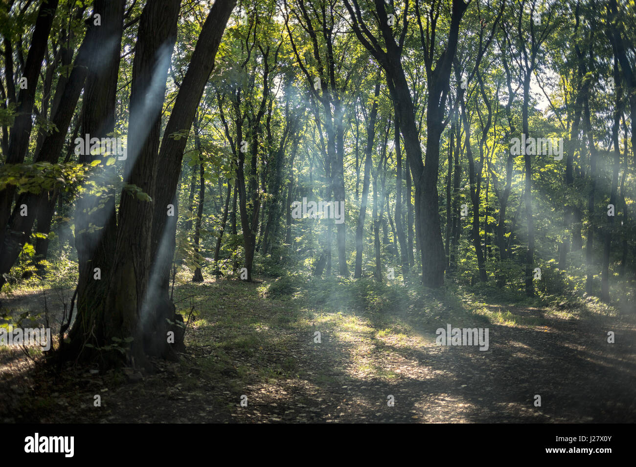 Beautiful green forest with sun rays Stock Photo - Alamy