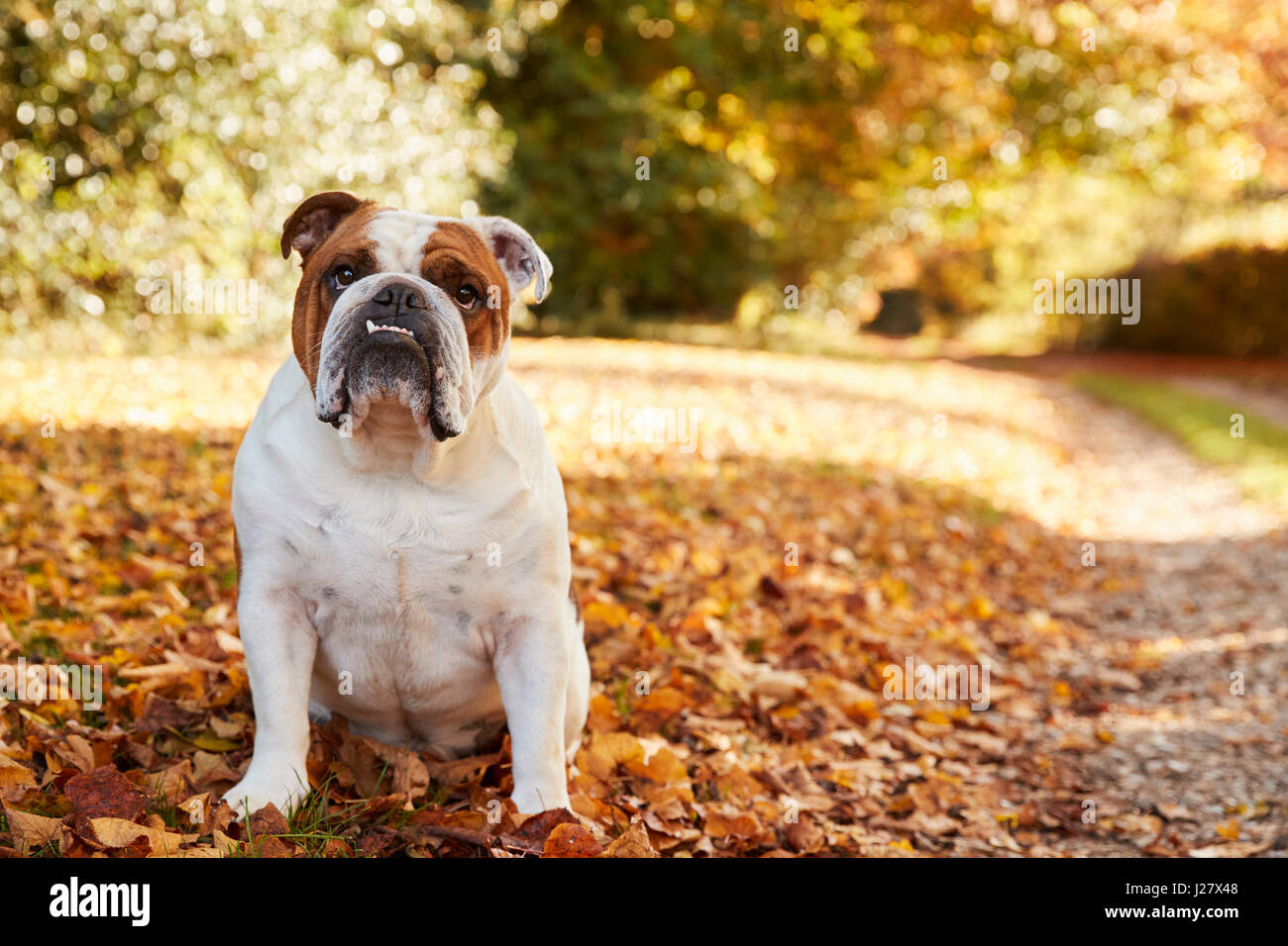 British Bulldog Sitting By Path In Autumn Landscape Stock Photo - Alamy