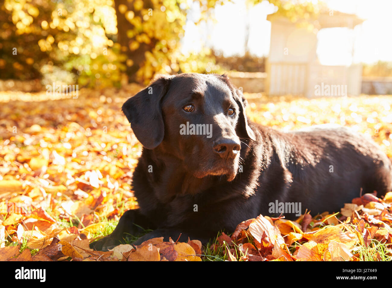 Elderly Black Labrador Dog Lying By Path In Autumn Garden Stock Photo ...
