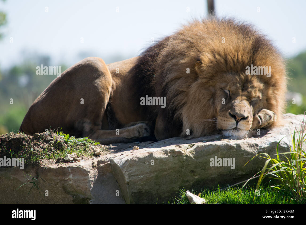 Lion in france zoo hi-res stock photography and images - Alamy