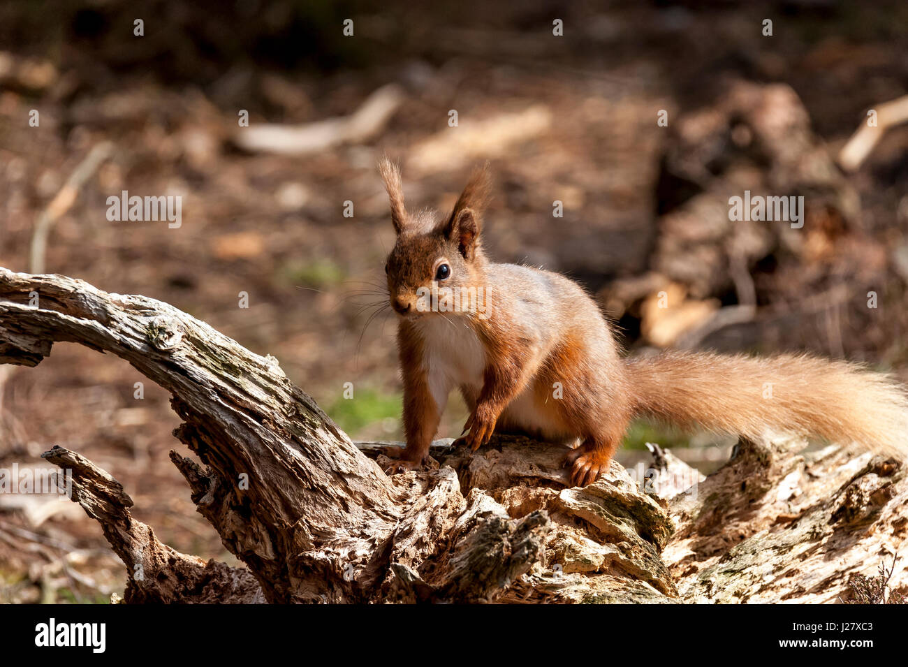European red squirrels eurasian red hi-res stock photography and images ...