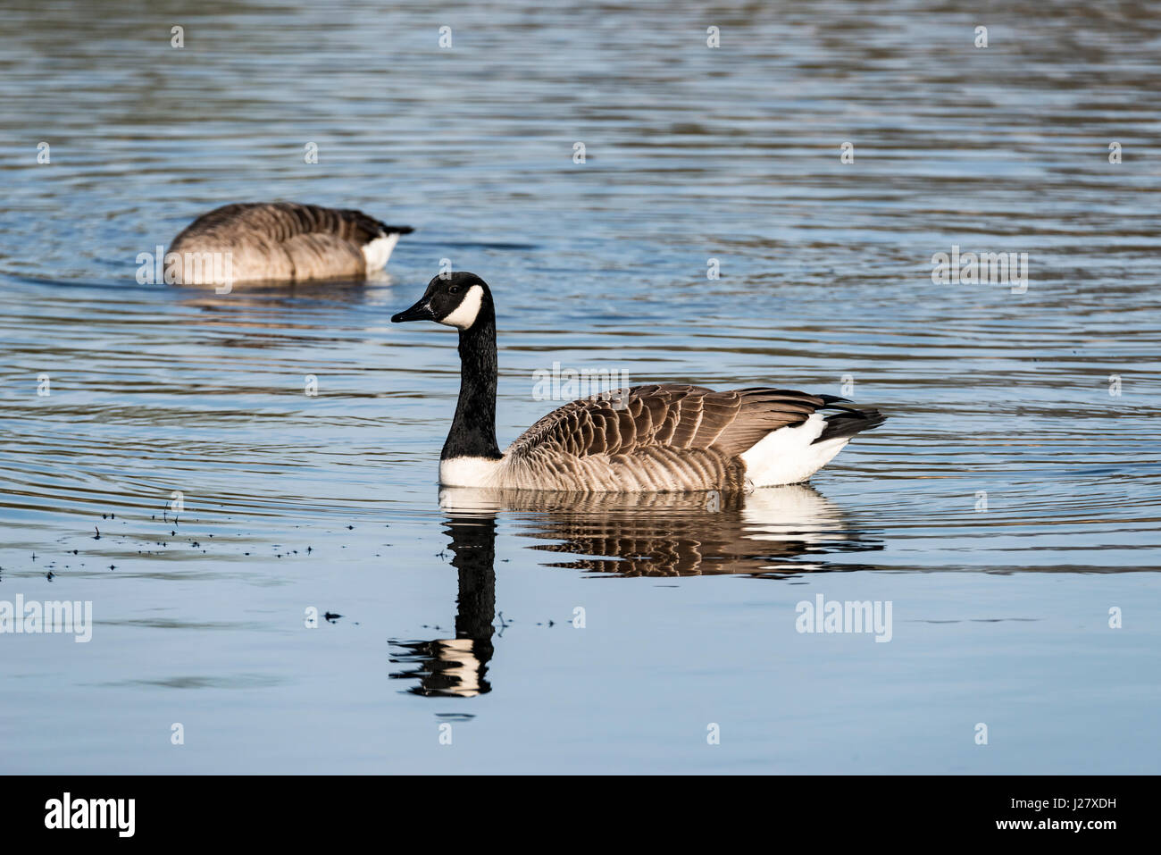 English wild geese hi-res stock photography and images - Alamy